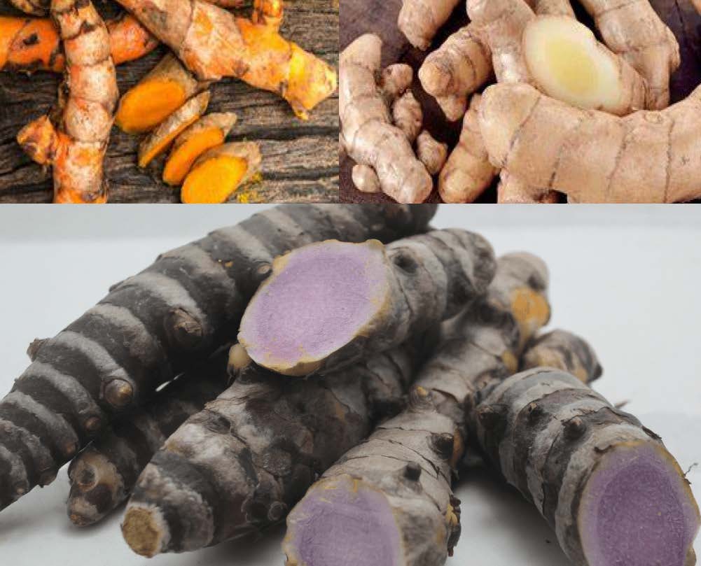 Turmeric Vs White Turmeric vs Black Turmeric – Harper & Friends