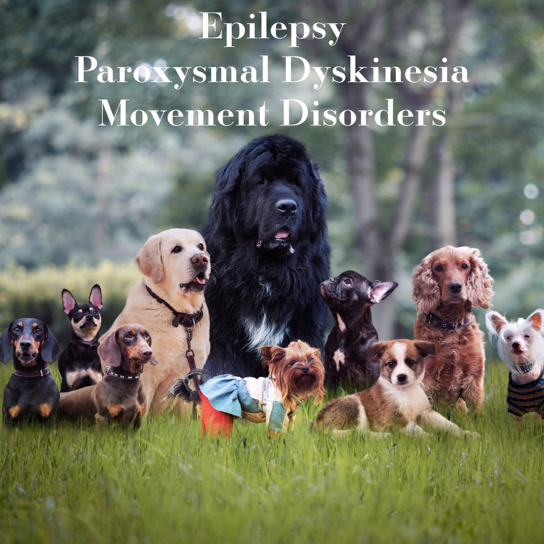 Canine Epilepsy and Movement Disorders – Harper & Friends