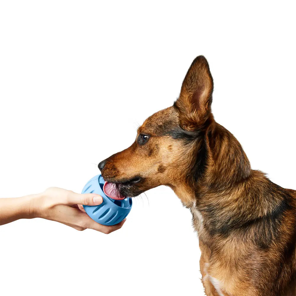 Enrichment + Toys – Harper & Friends